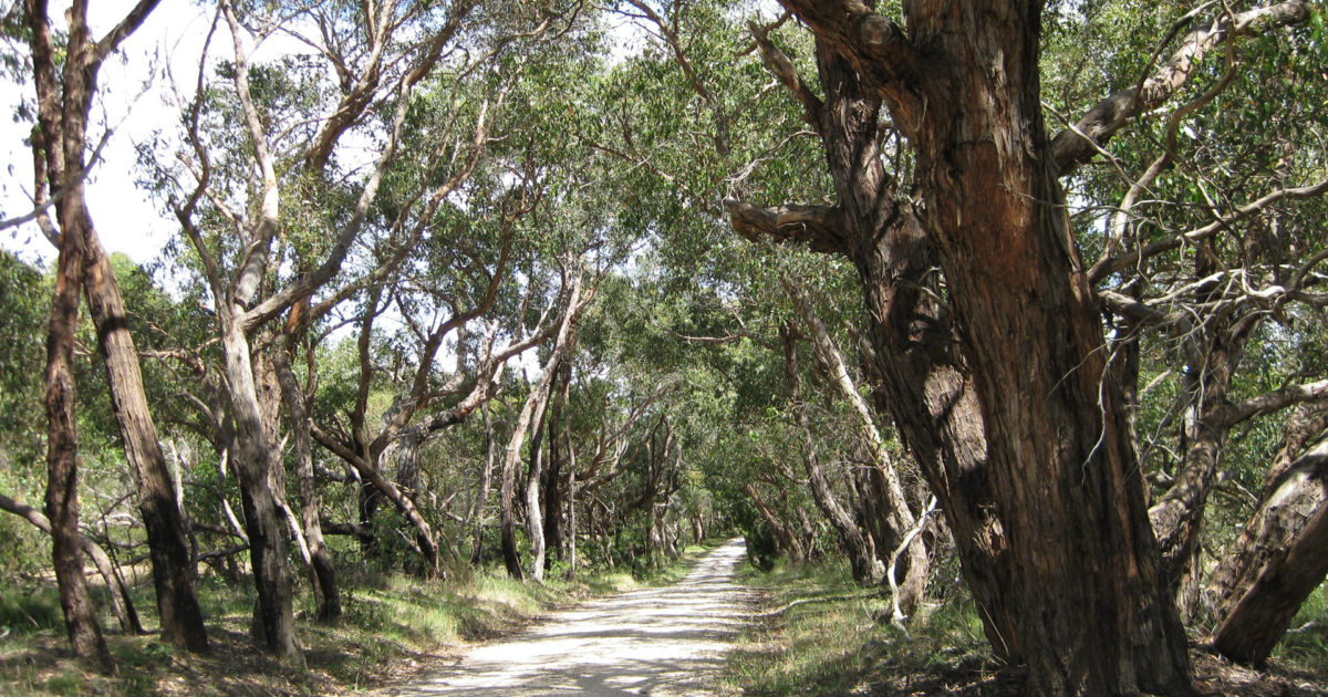 Trees and Vegetation • Adelaide Hills Council
