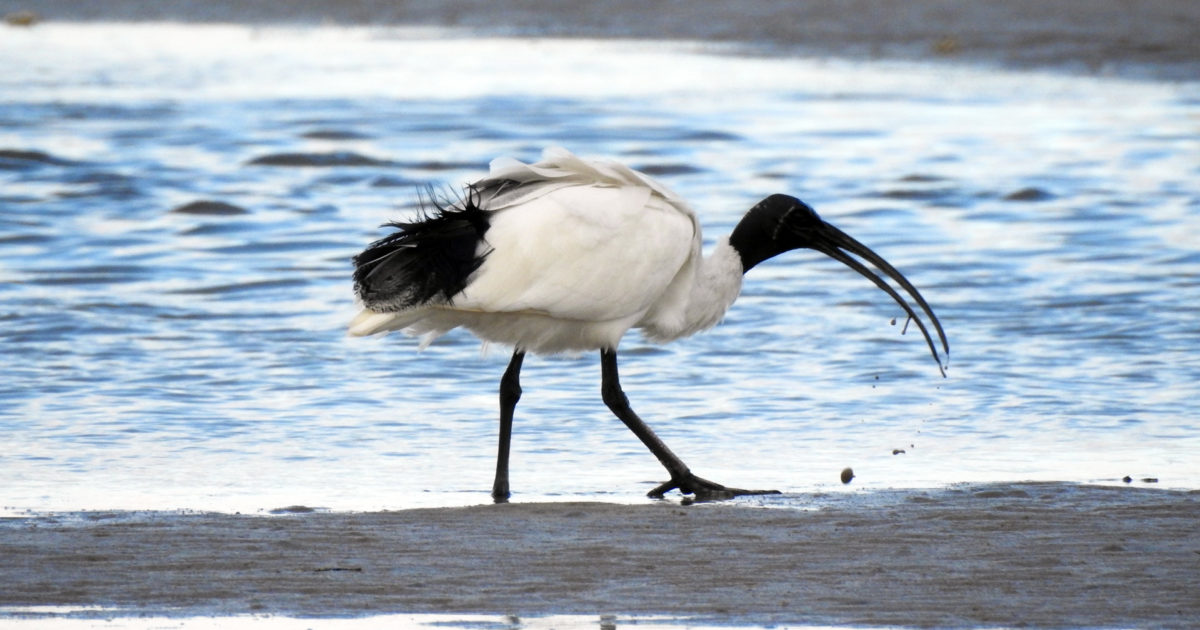 Have you seen the Australian White Ibis in the Hills? • Adelaide Hills ...