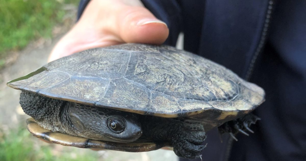 Civil team save Ray from a 'turtle' disaster • Adelaide Hills Council