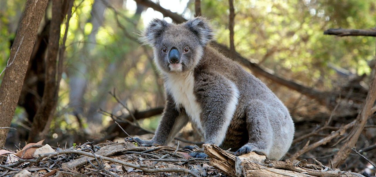 Fauna • Adelaide Hills Council