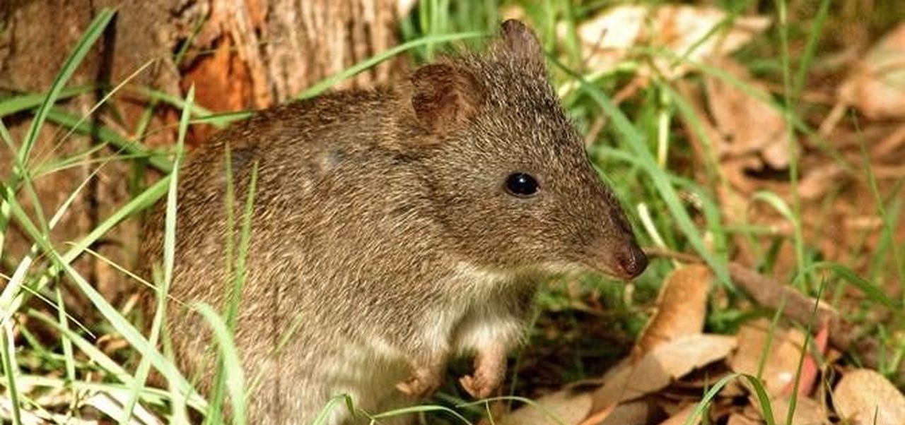 Local Wildlife • Adelaide Hills Council