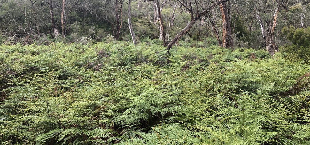 Trees and Vegetation • Adelaide Hills Council