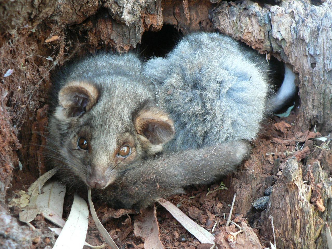 Local Wildlife • Adelaide Hills Council