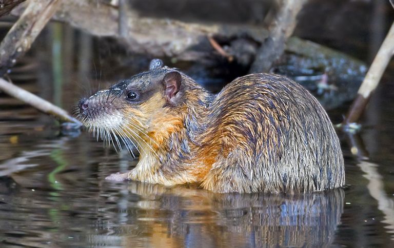 Local Wildlife • Adelaide Hills Council