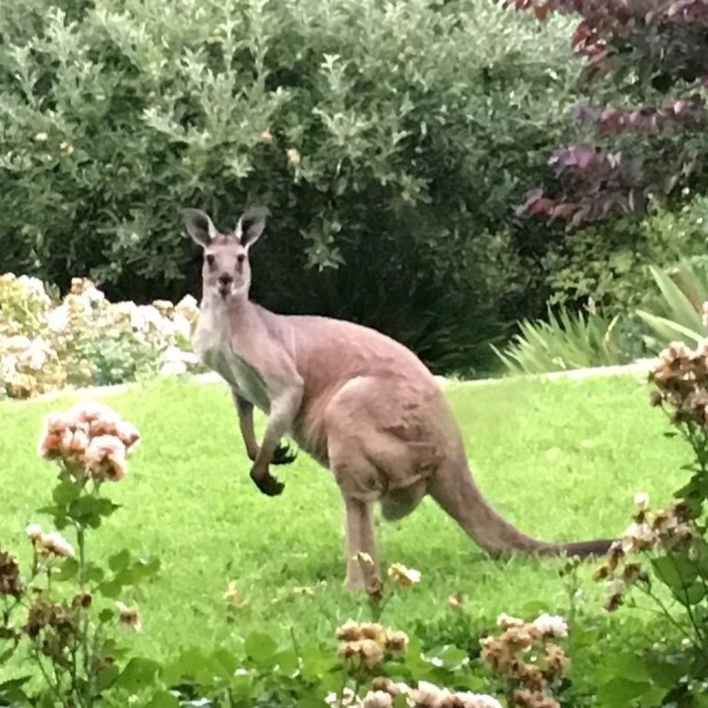 Local Wildlife • Adelaide Hills Council