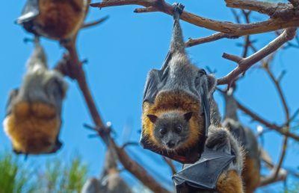 Local Wildlife • Adelaide Hills Council