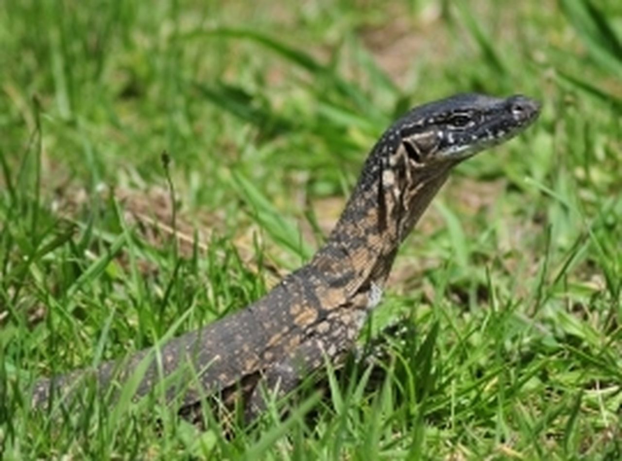 Local Wildlife • Adelaide Hills Council