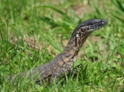 Local Wildlife • Adelaide Hills Council