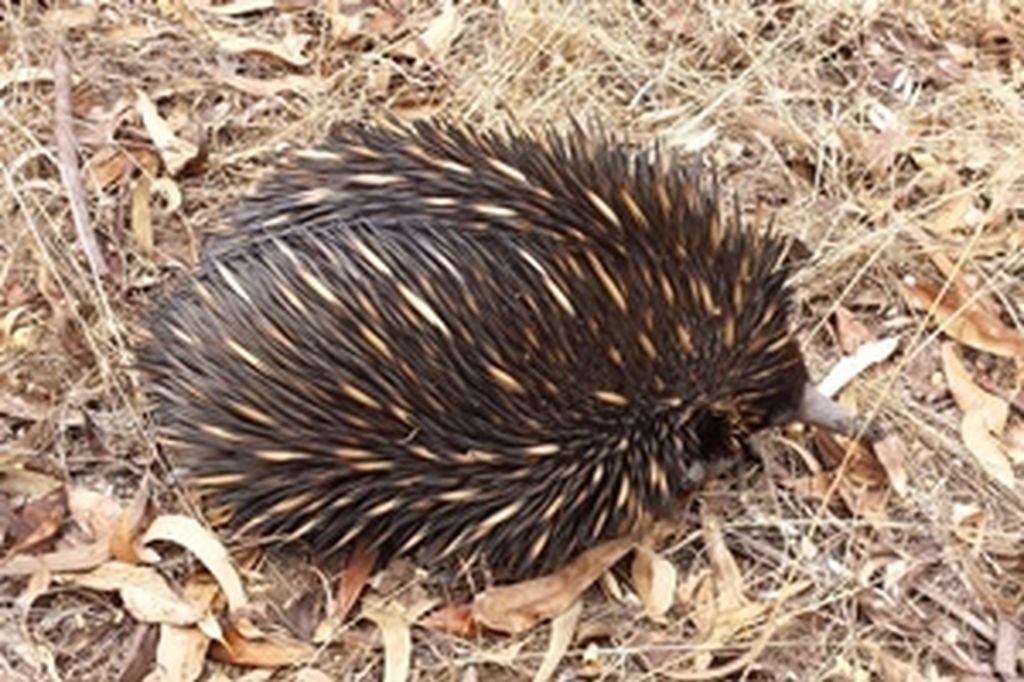 Local Wildlife • Adelaide Hills Council