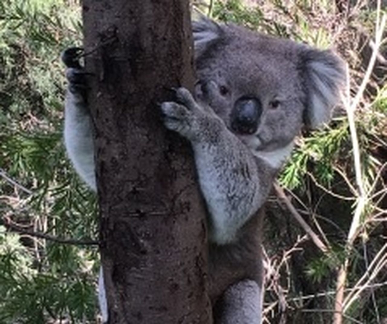 Local Wildlife • Adelaide Hills Council
