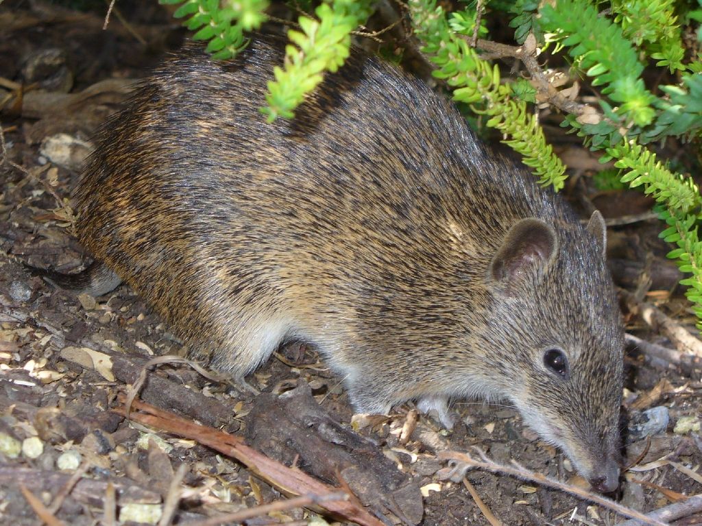 Southern Brown Bandicoot