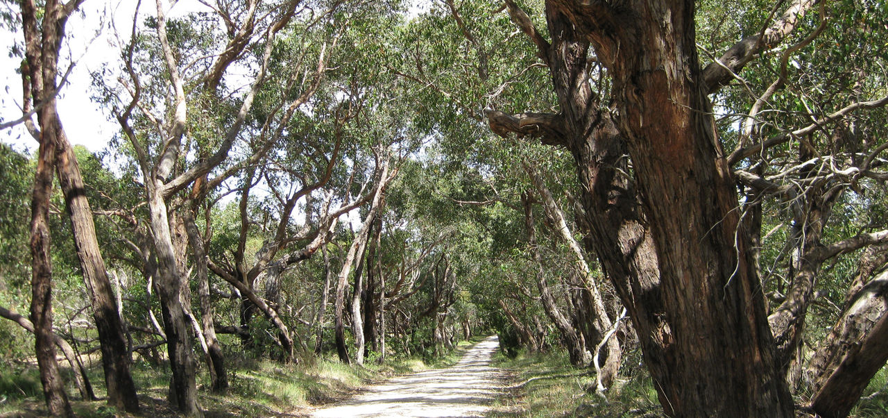 Trees and Vegetation • Adelaide Hills Council