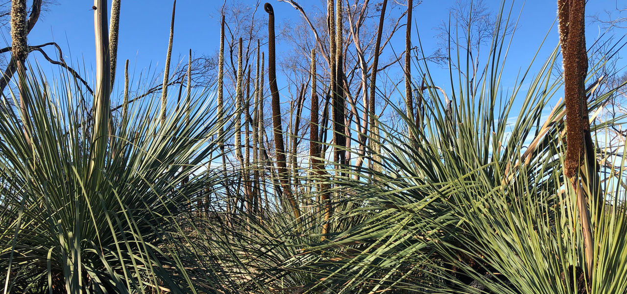 Lobethal Bushland Park • Adelaide Hills Council