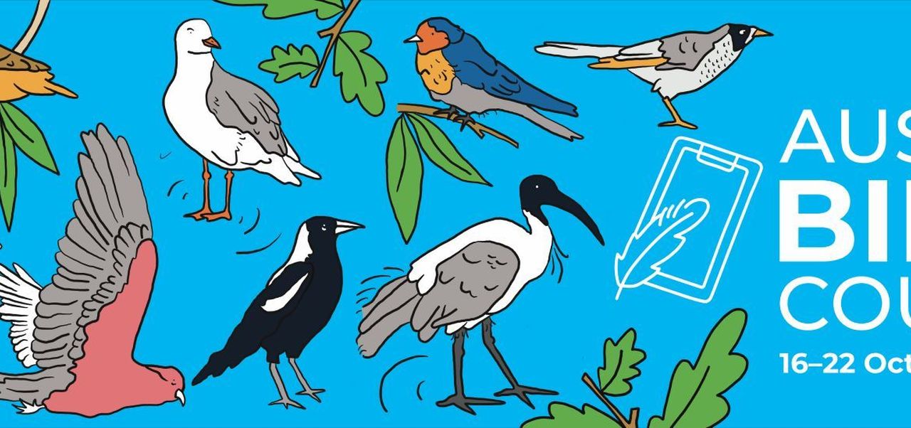 Time to get counting for the 10th Aussie Bird Count • Adelaide Hills ...