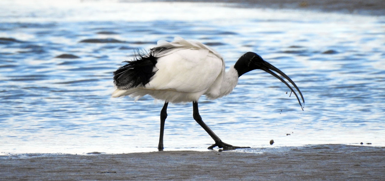 Have you seen the Australian White Ibis in the Hills? • Adelaide Hills ...