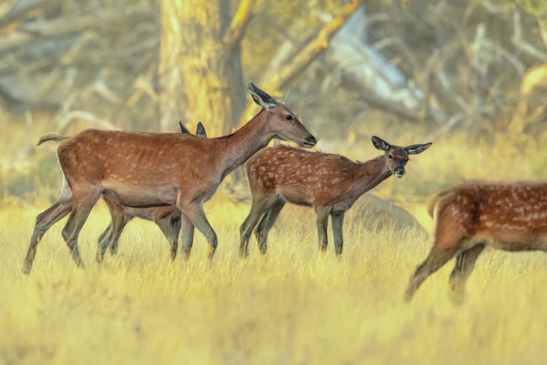 Adelaide Hills Council