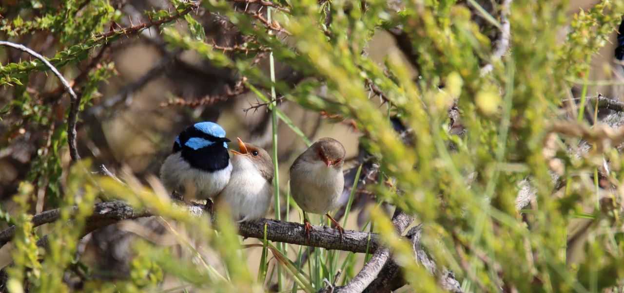 Join the flock for Australia’s largest citizen science project – Aussie ...