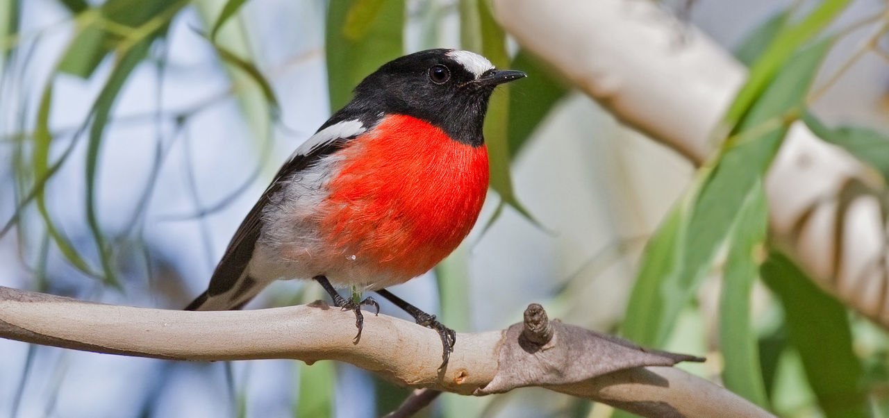 Great Aussie Bird Count results • Adelaide Hills Council