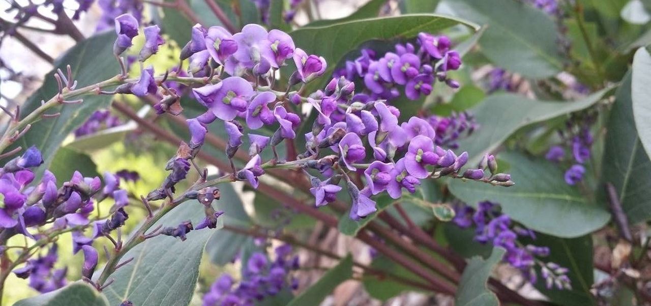 Native Gardens at Home • Adelaide Hills Council