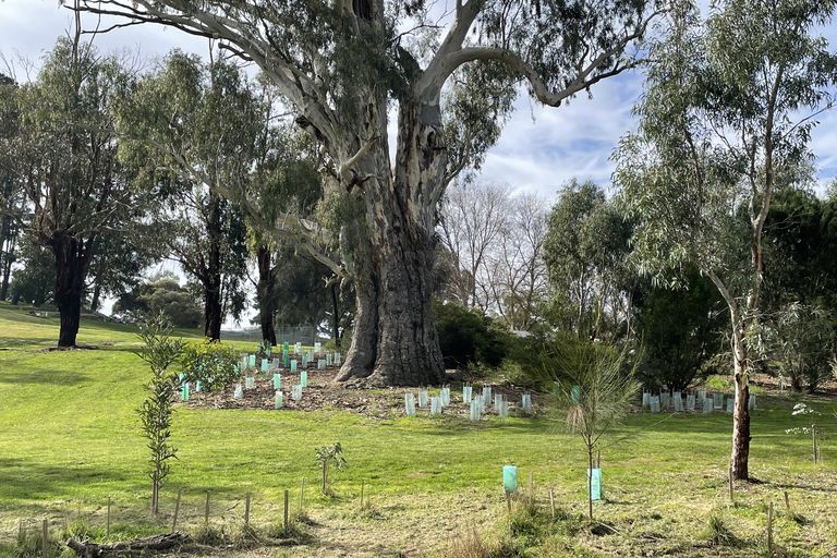 Planting the seeds of success for National Tree Day 2022 • Adelaide ...